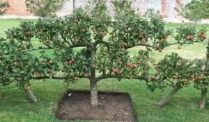 Beskrivelse og egenskaber ved at trække æbletræet, faciliteter til plantning og pleje