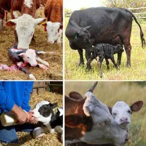家庭家中小牛的护理规则和年轻人的疾病