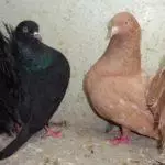 Duiven fan Peacock: Breed beskriuwing en skaaimerken, dieet en fokkerij 419_1