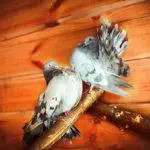 کبوتر طاووس: توصیف نژاد و خصوصیات، رژیم غذایی و پرورش 419_10