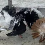 Duiven fan Peacock: Breed beskriuwing en skaaimerken, dieet en fokkerij 419_11