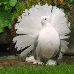 کبوتر طاووس: توصیف نژاد و خصوصیات، رژیم غذایی و پرورش 419_2