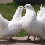 کبوتر طاووس: توصیف نژاد و خصوصیات، رژیم غذایی و پرورش 419_3