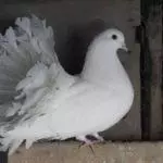 Duiven fan Peacock: Breed beskriuwing en skaaimerken, dieet en fokkerij 419_8