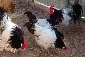 Popis kuřat plemene Lachenfelder, chov a podmínky zadržení