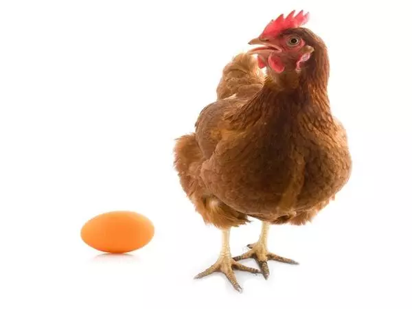 Kana korkean rivin munat