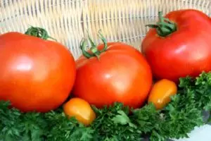 Описание на разнообразието от домати zhirdya, неговото кацане и грижи
