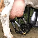 Urządzenia dojenia robisz to sam dla krów: jak zbierać i opiekować się 4209_7