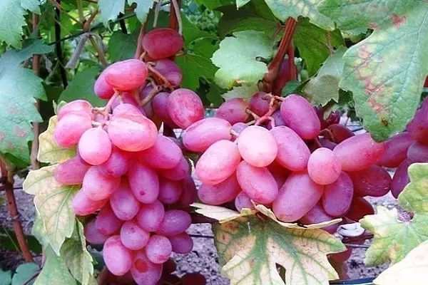 Grapes Victor
