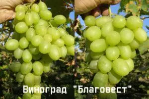 Descrição e características Grapes variedade BLAGOVEST, pouso e crescente
