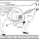 How many stomachs have a cow: the structure of the digestive system and function 4217_12