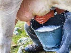 Why milk has a cow cracked and what to do how to return the normal taste