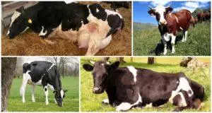 Causes and symptoms of ketosis in cows, CRS treatment schemes at home