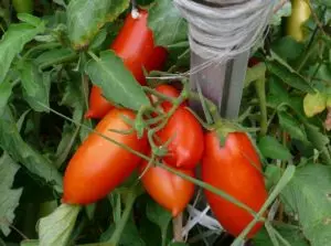 Característica e descrición da variedade de caspar de tomate, o seu rendemento
