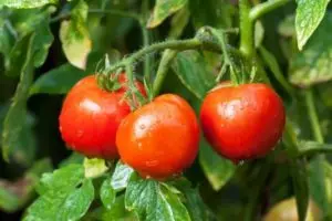Omadused ja tomati tomati killustik F1, Dachnik Arvustused