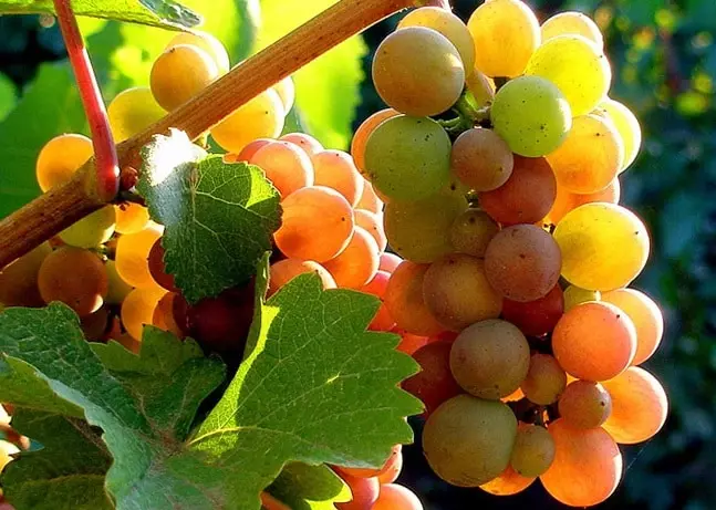 Grapes Pinot Grijio