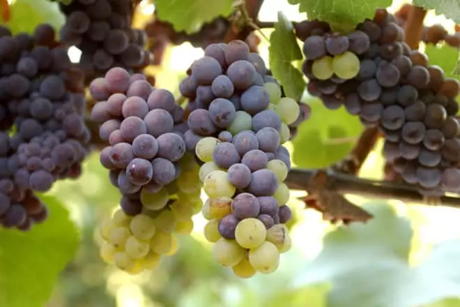 Grapes Pinot Grijio