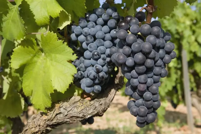 Nho Pinot Grijio.