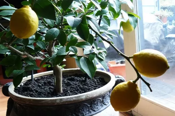 Limone fatto in casa