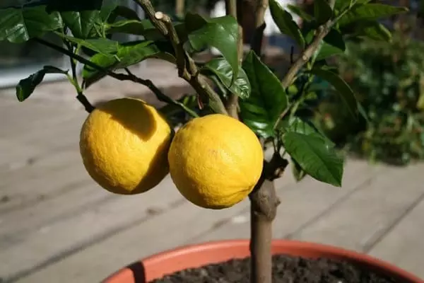 לימונים צהובים