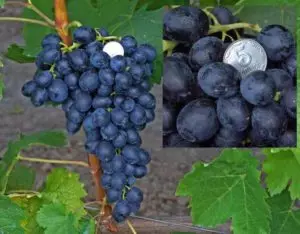 Descrición e características das uvas do Attica e as regras de cultivo de Kishamis