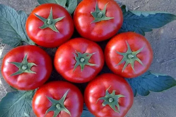 Tomato Galina