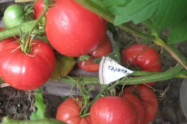 Tomato Hybrid.