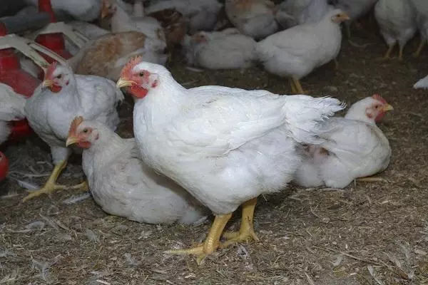 বর্ণনা Broilers