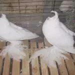 Taubenmönche: Zuchtbeschreibung und Merkmale, Zucht und Pflege 425_2