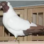 Pigeons Monks: Breed description and characteristics, breeding and care 425_3