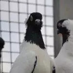 Pigeons Monks: คำอธิบายพันธุ์และลักษณะการผสมพันธุ์และการดูแล 425_6