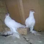 鴿子僧侶：品種描述和特徵，育種和護理 425_7