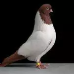 Pigeons Monks: Raza Descrición e características, reprodución e coidado 425_8