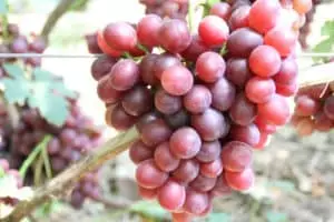 Историја, опис и карактеристики на грозје подарок Ирина, карактеристики на одгледување и грижа