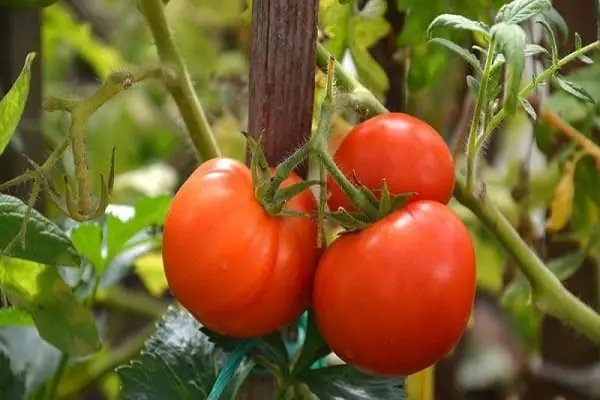 সংস্কৃতির অসুবিধা