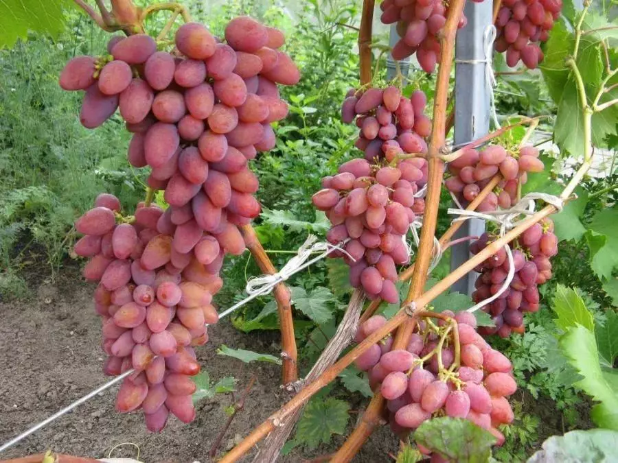 ದ್ರಾಕ್ಷಿಗಳು ಕಮಾನಿನ