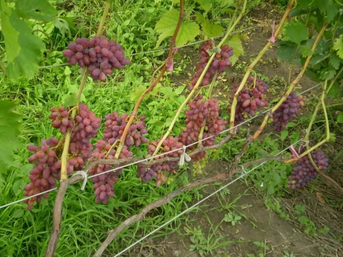 ದ್ರಾಕ್ಷಿಗಳು ಕಮಾನಿನ