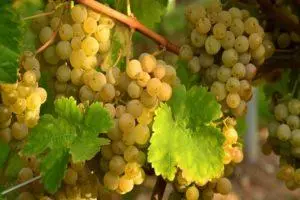 Përshkrimi dhe karakteristikat e rrushit Viev varieteteve, ulje dhe kujdes