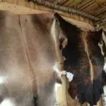 Distribuição de peles de gado em casa: regras de processamento e classificação 4278_12