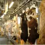 A szarvasmarhák eloszlása ​​otthon: feldolgozási és osztályozási szabályok 4278_2