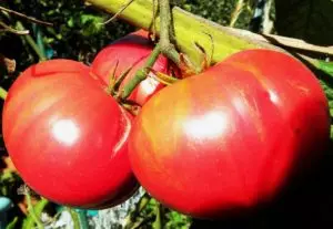 Nodweddiadol a disgrifiad o'r amrywiaeth o goch cawr tomato, ei gynnyrch