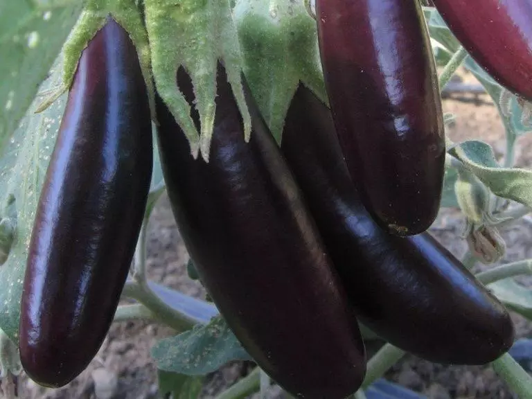Eggplant Giselle