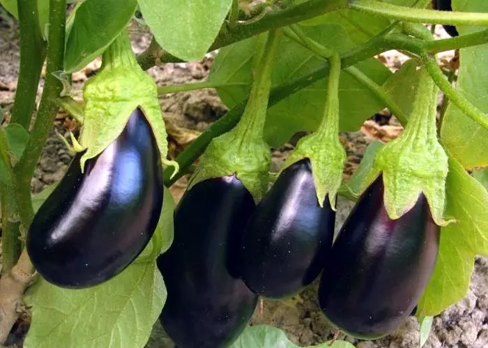 Eggplant Epic.