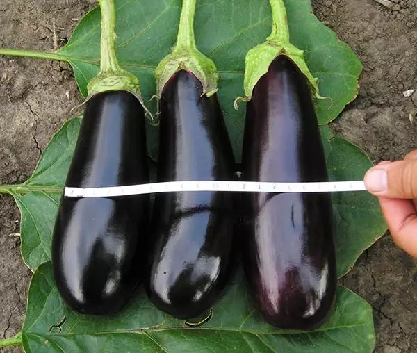 Albergínia madura
