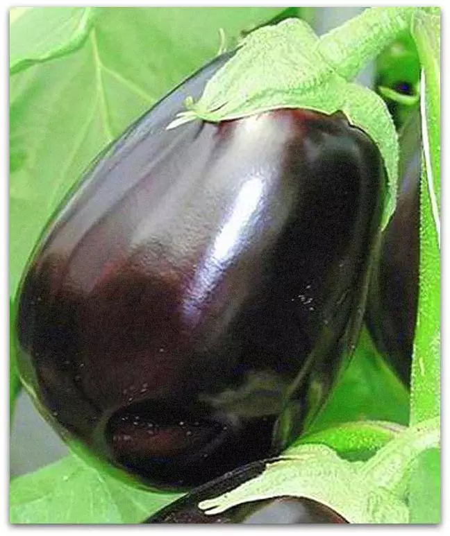 Eggplant Sophia