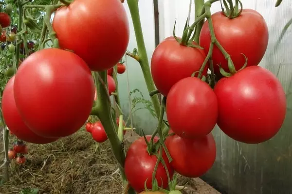 Ispadne rajčice
