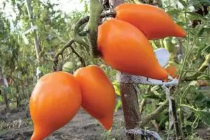Charakteristika a popis paradajkových južných opálení, výnos