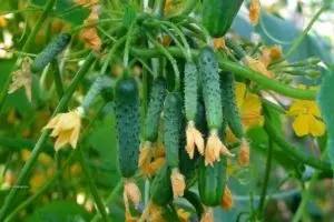 Popis stupně okurků smaragdových náušnic, jeho pěstování a péče