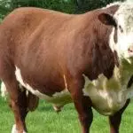 Kunstmatige inseminatie van koeien: methoden en technieken, apparaat en apparatuur 4286_4