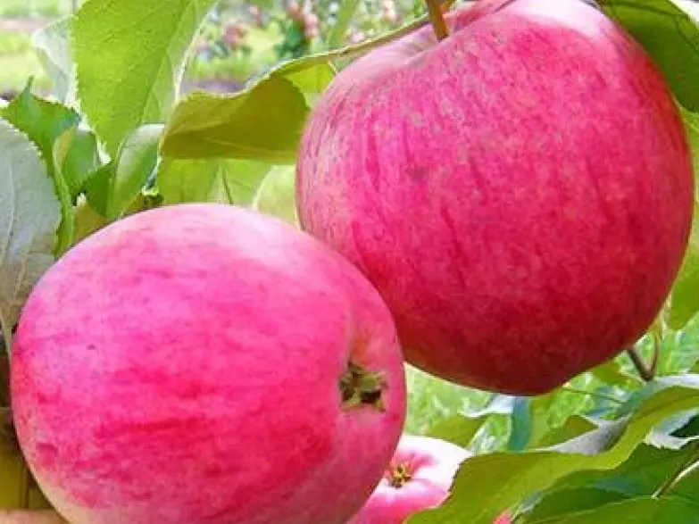 Pílula rosa da árvore de maçã